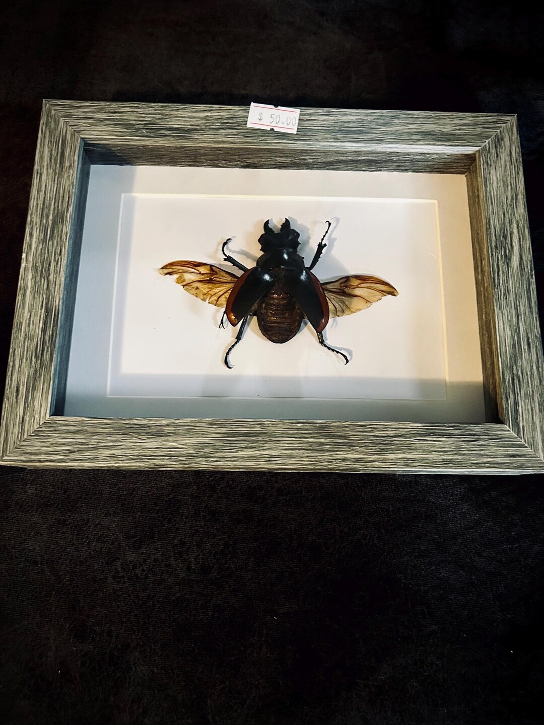 Golden Stag Beetle Frame - Etsy