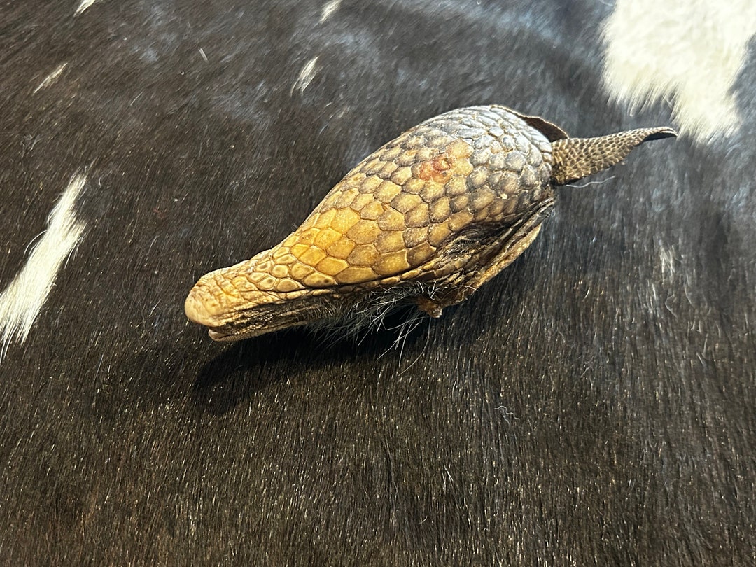 Armadillo Head Mummified - Etsy