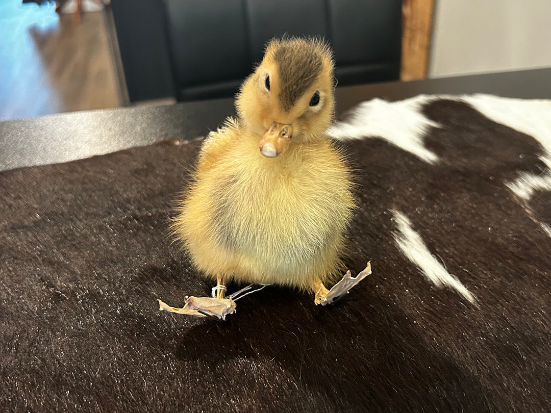 Duckling Taxidermy - Etsy
