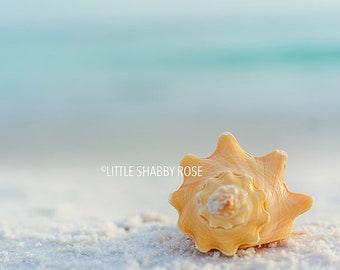 Conch shell art | Etsy