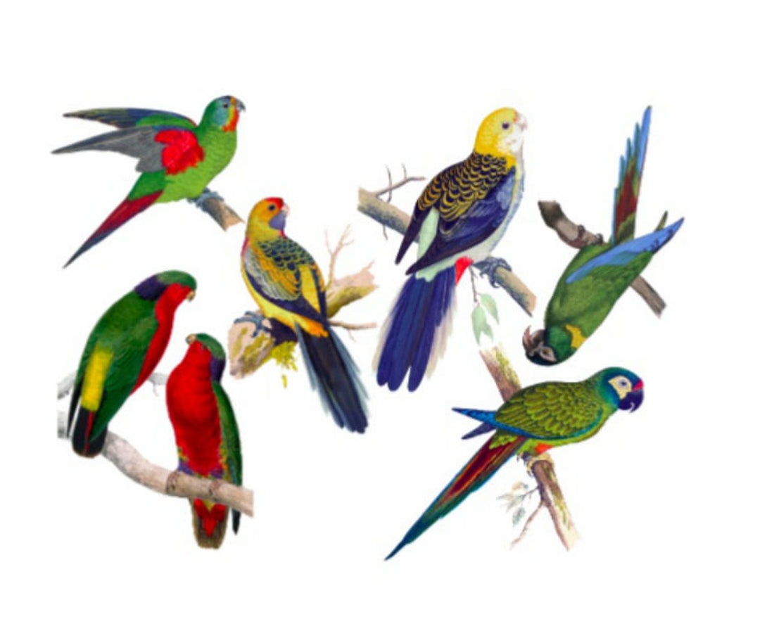 Parrot Wall Decals, Bird Wall Stickers, Parrot Sticker Pack, Waterproof ...