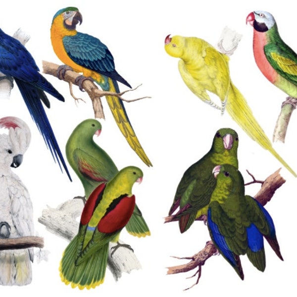 Bird Wall Decal - Etsy