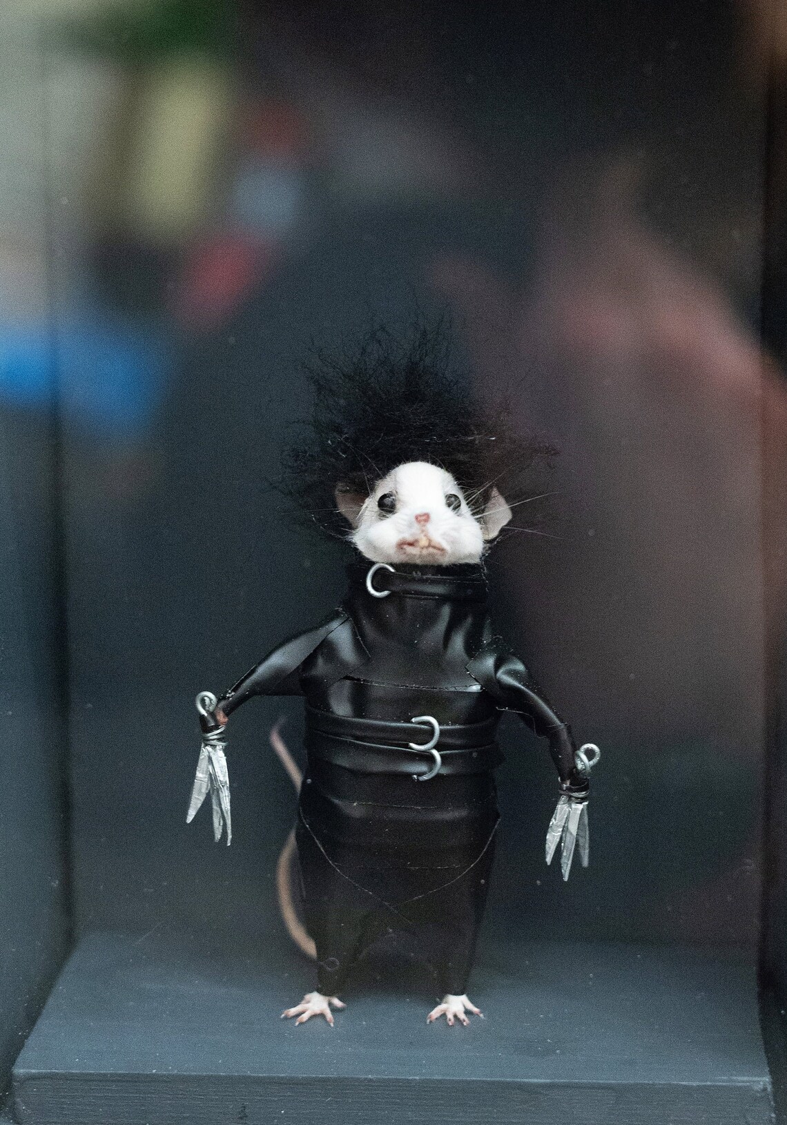 Shadowbox Taxidermy Mouse Edward Scissorhands Tim Burton - Etsy