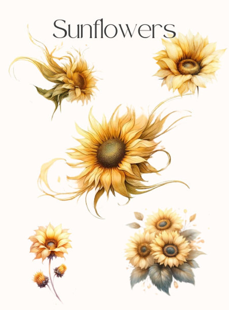 Watercolor Sunflower | Floral Png Clipart, Summer Sunflowers, Sunflower ...