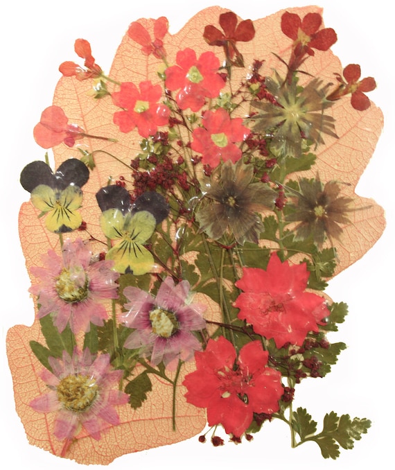 Pressed flowers mixed pack in pink lobelia verbena | Etsy