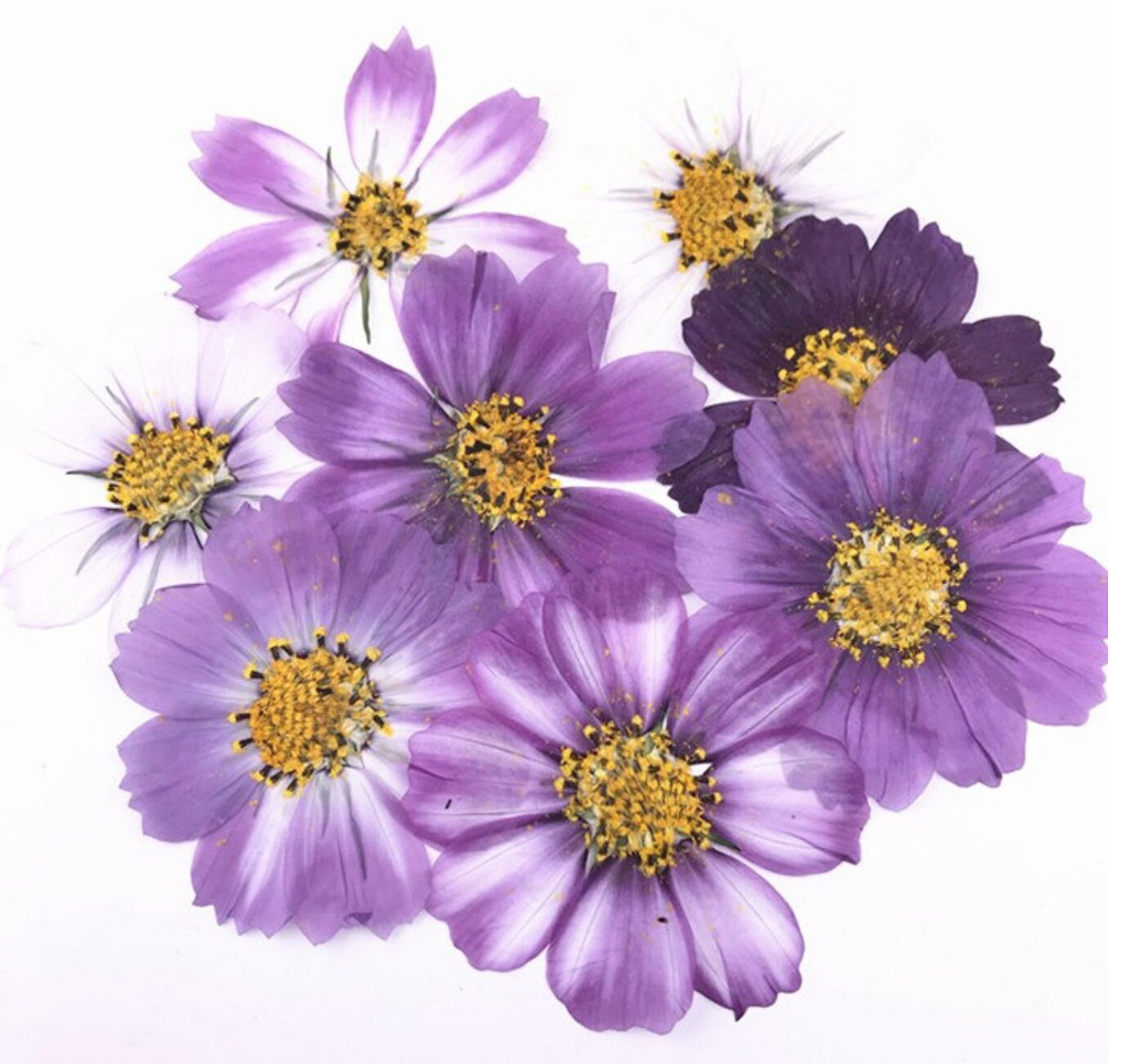 Pressed Flowers Mixed Purple Cosmos 20pcs for Floral Art - Etsy UK