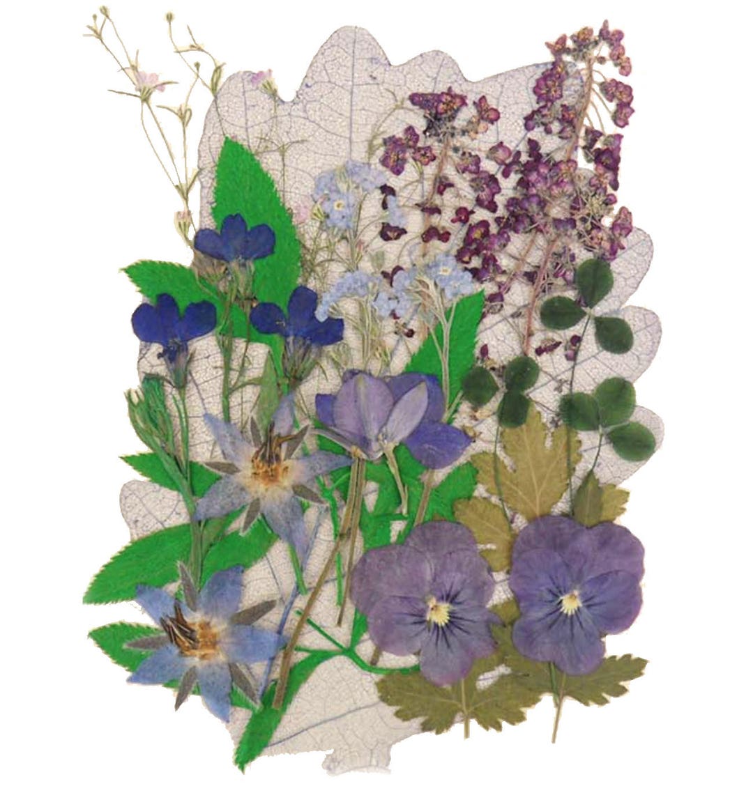 Pressed Flowers Mixed Pack in Blue Collection, Lobelia, Borage, Forge ...