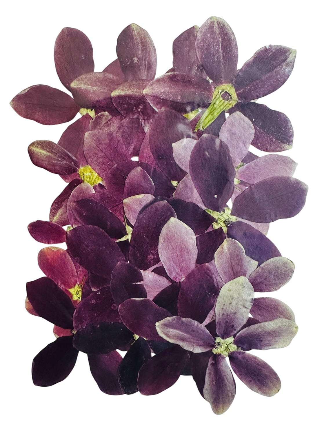 Pressed Flowers, Rangoon Creeper 20pcs for Floral Art, Resin Craft ...
