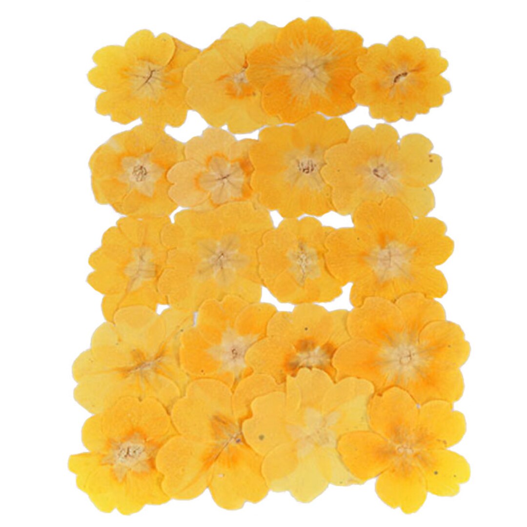 Pressed Flowers, Evening Primrose 20pcs Floral Art, Resin Craft - Etsy
