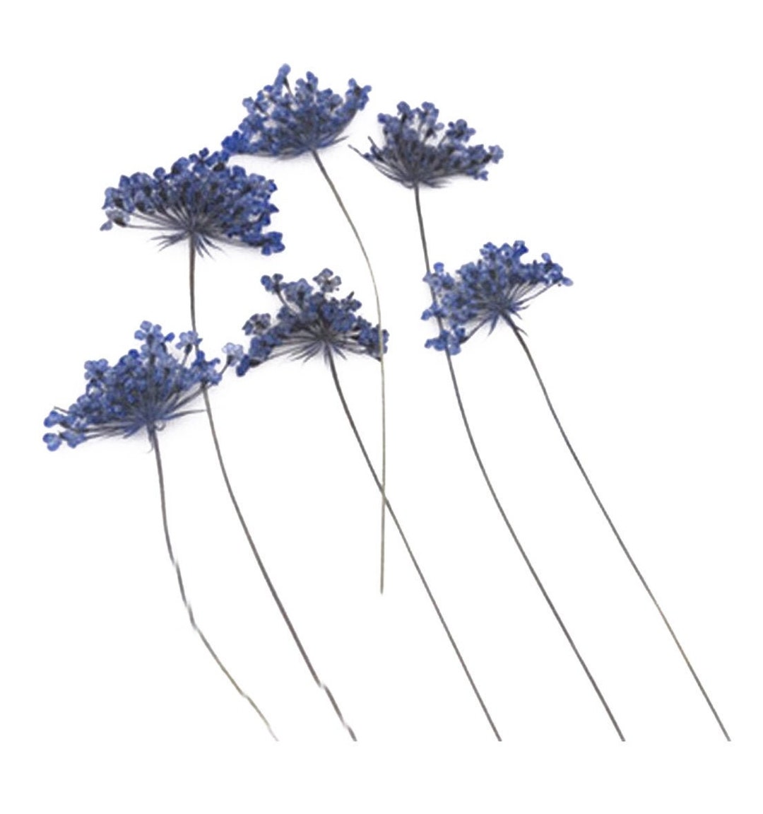 Pressed Flowers, Blue Lace Flower on Stem 20pcs Floral Art, Resin Craft ...