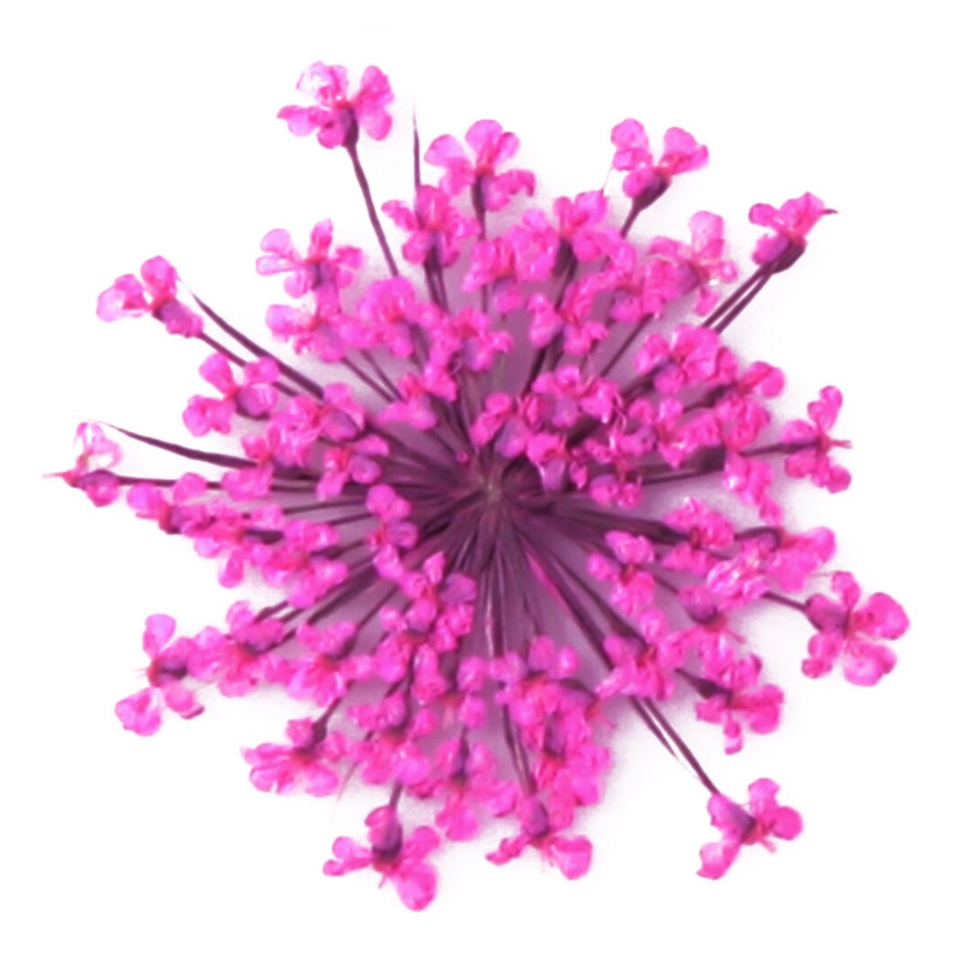 Pressed Flowers, Pink Queen Anne's Lace Flower 20pcs Floral Art, Resin ...