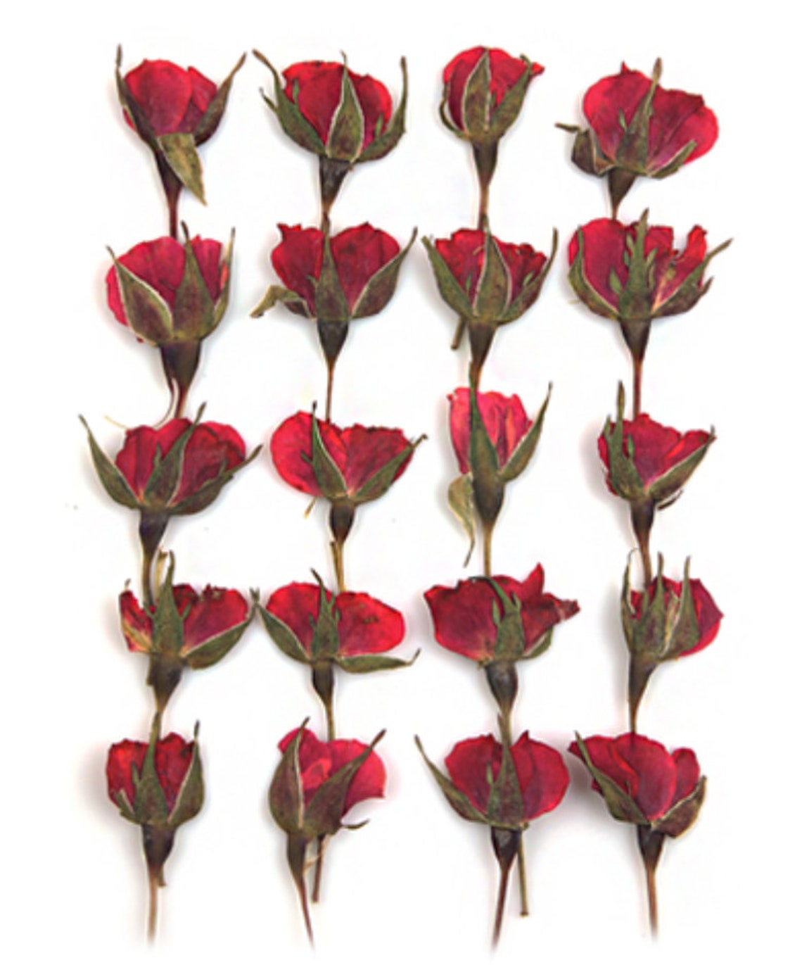 Pressed Flowers, Red Rose Buds 20pcs for Floral Art, Resin Craft, Card ...