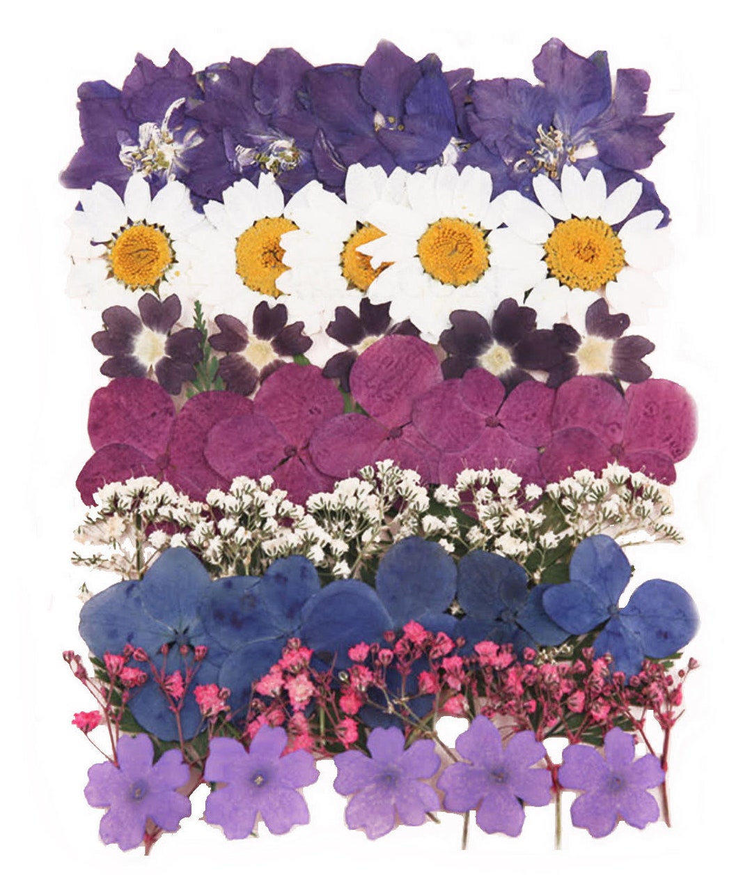 Pressed Flowers Mix, Marguerite Daisy, Verbena, Hydrangea, Baby Breath ...