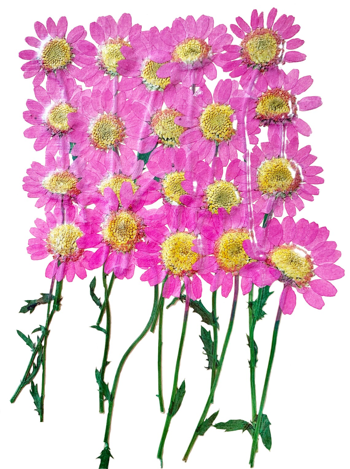 Pressed Flowers, Pink Marguerite 20pcs for Floral Art, Resin Craft ...