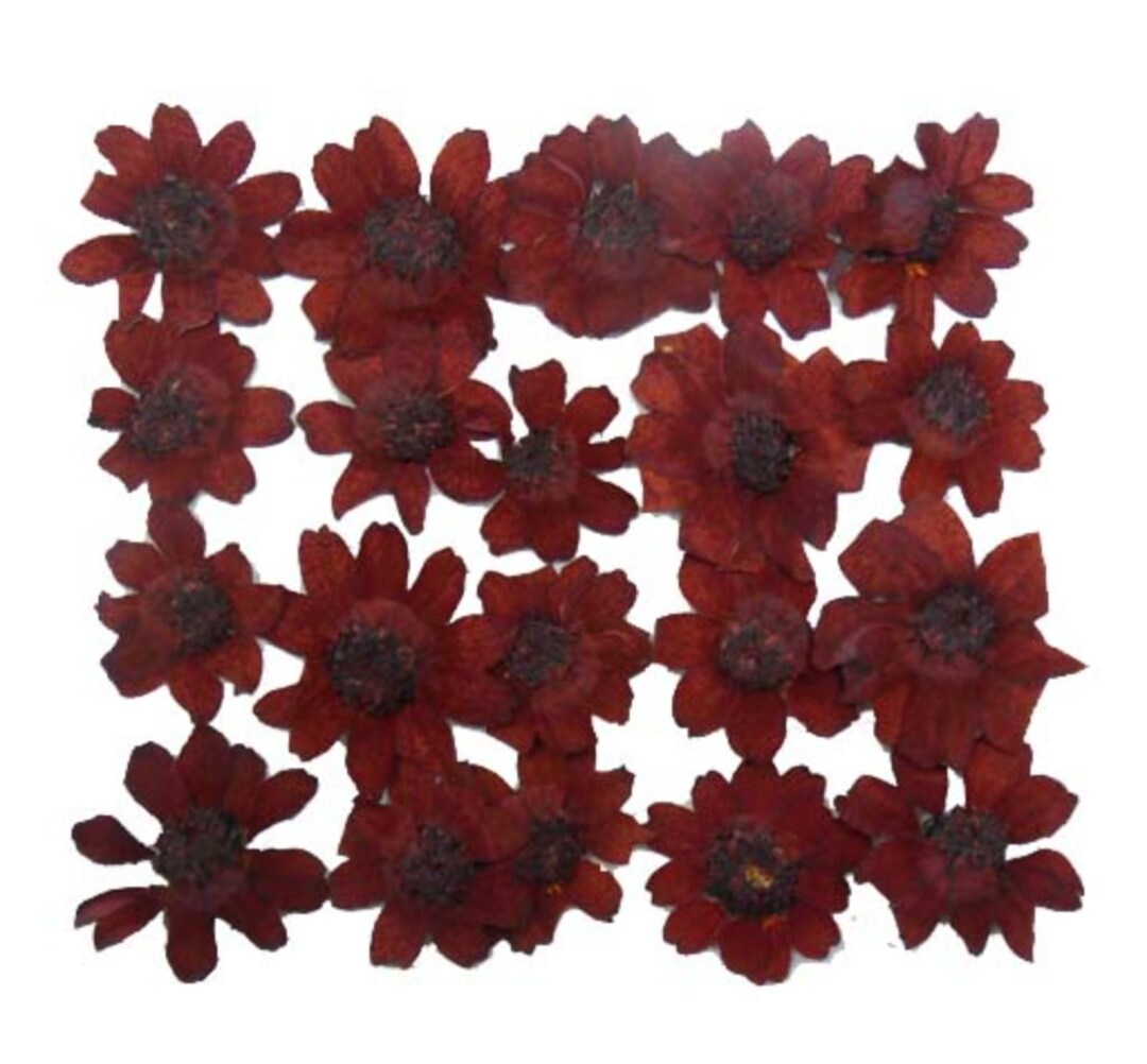 Pressed Flowers, Dark Red Zinnia 20pcs for Floral Art, Resin Craft ...