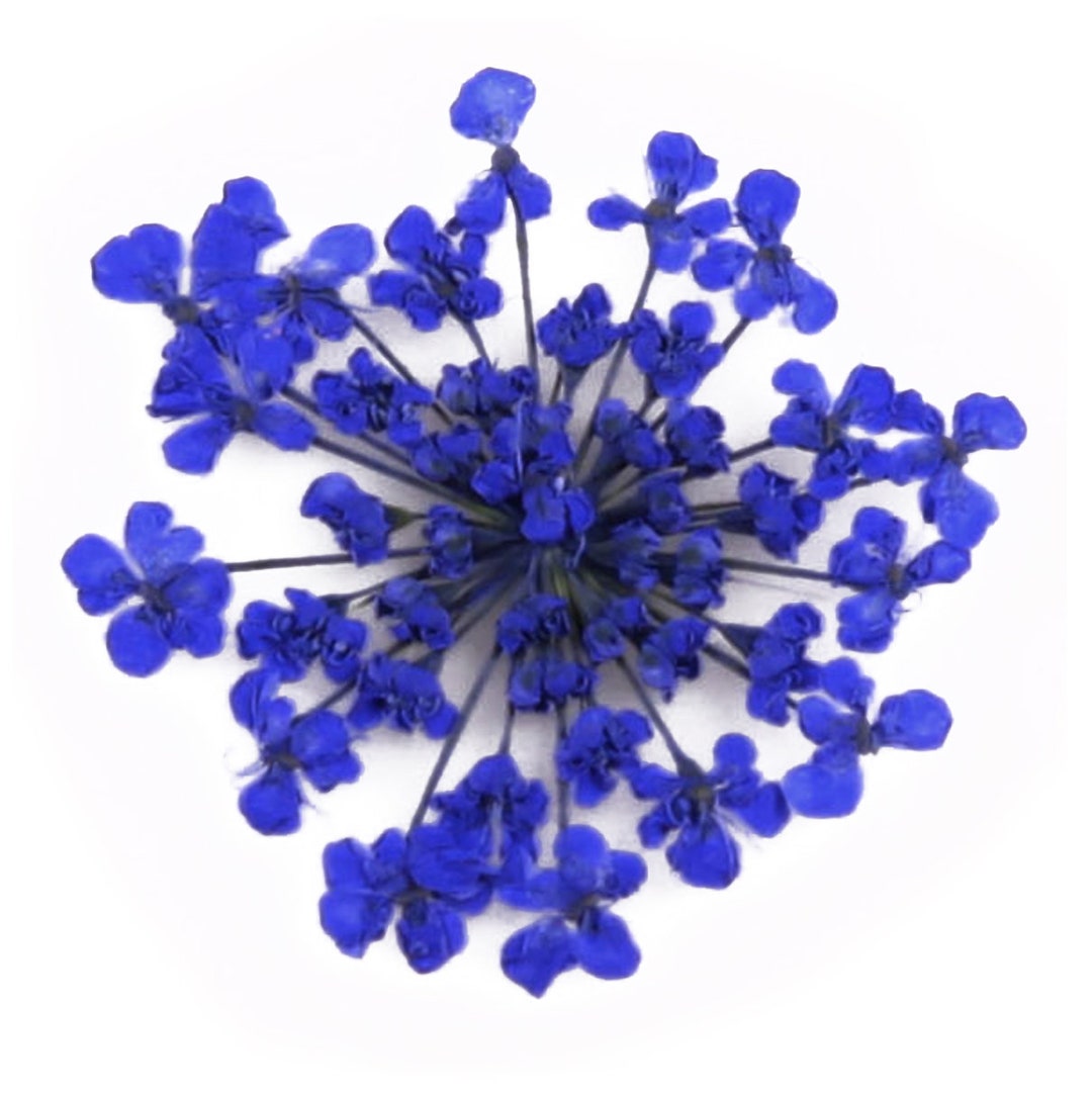 Pressed Flowers, Blue Lace Flowers 20pcs for Floral Art, Resin Craft ...