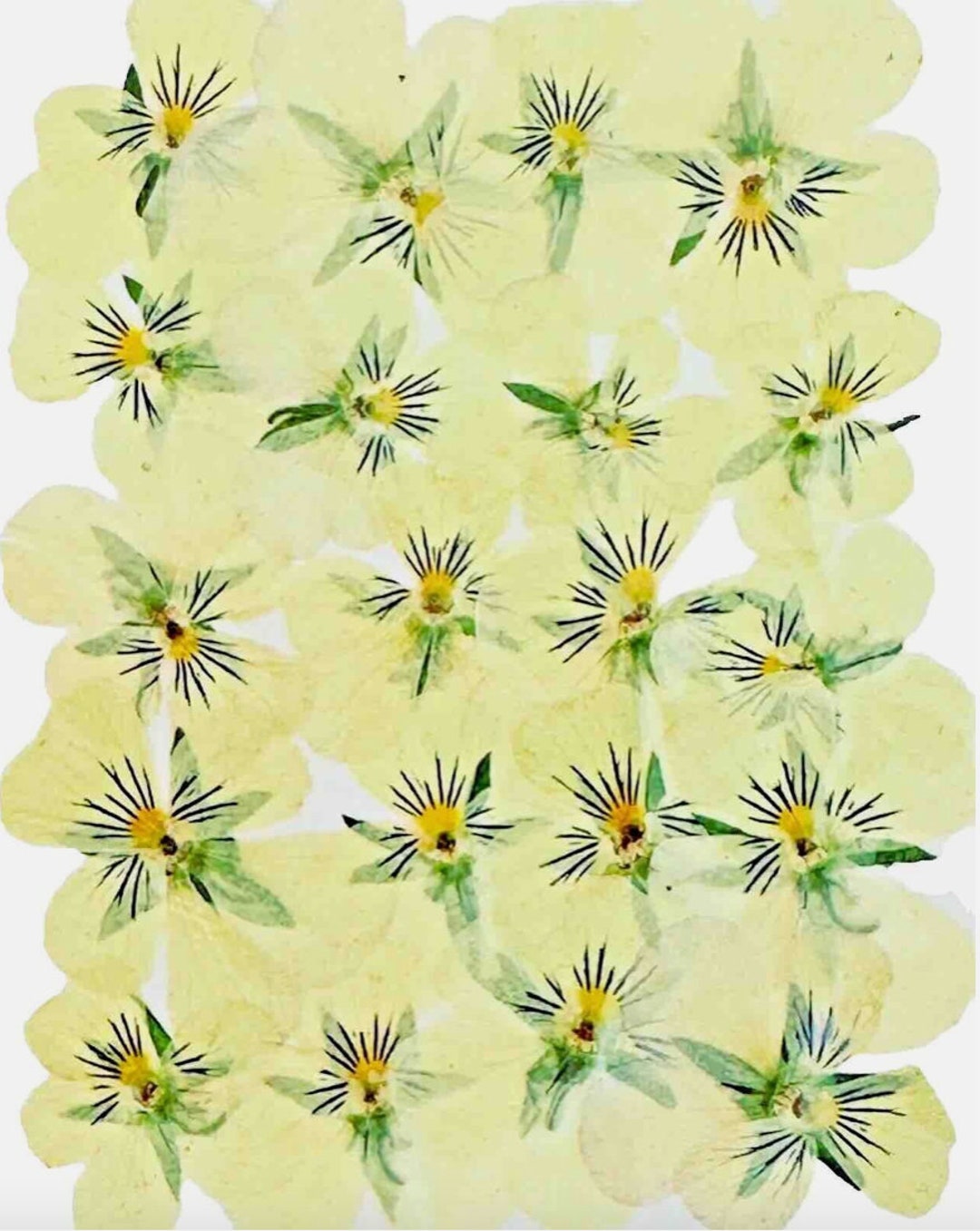 Pressed Flowers, Pale Yellow Pansy 20pcs for Floral Art, Resin Craft ...