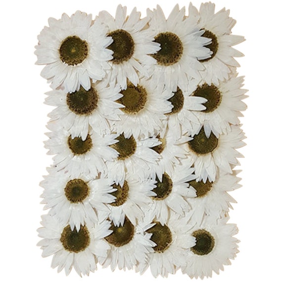 Pressed Flowers White Strawflower Paper Daisy Everlasting | Etsy