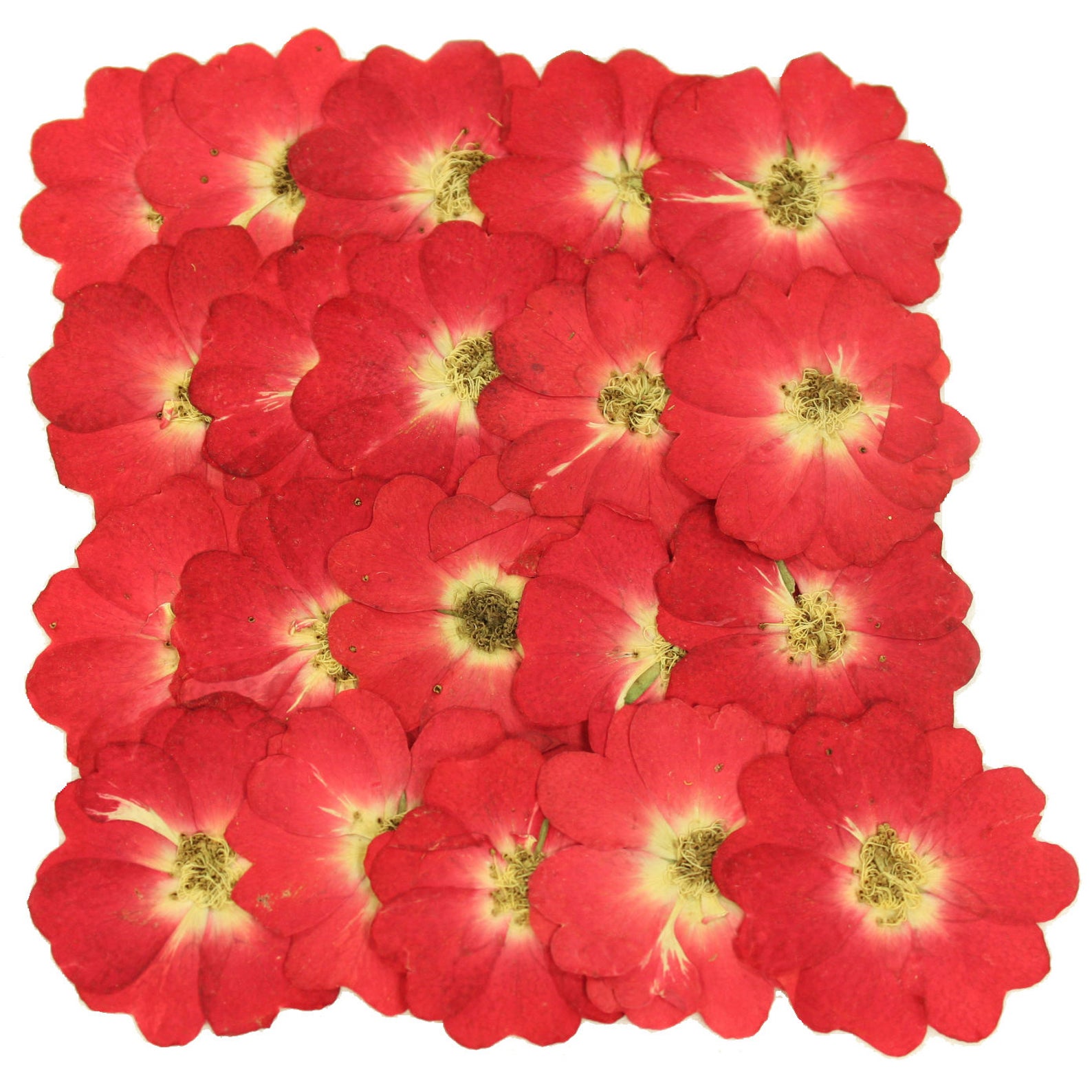 Pressed Flowers, Fully Bloomed Red Rose 20pcs for Floral Art, Resin ...