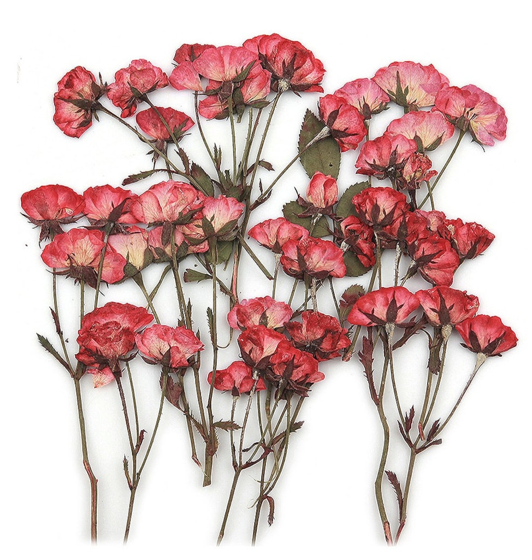 Pressed Flowers, Mini Red Rose on Stalk 10pcs Floral Art, Resin Craft ...