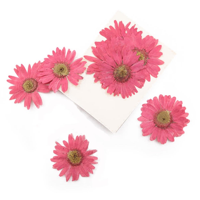 Pressed Flowers, Large Pink Daisy 10pcs for Floral Art Craft - Etsy