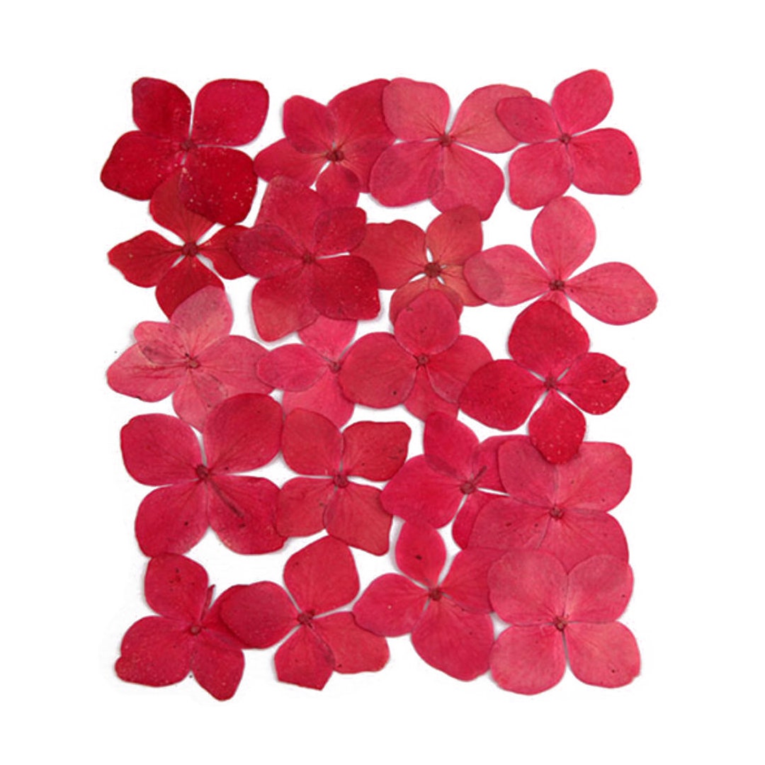 Pressed Flowers, Cherry Pink Hydrangea 20pcs Floral Art, Craft - Etsy