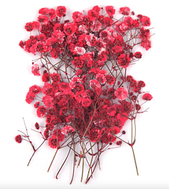Pressed Flowers Red Baby's Breath Gypsophila 20pcs Floral - Etsy