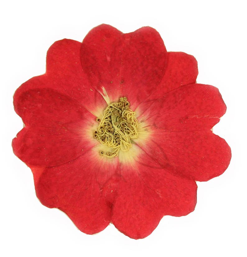 Pressed Flowers, Fully Bloomed Red Rose 20pcs for Floral Art, Resin ...