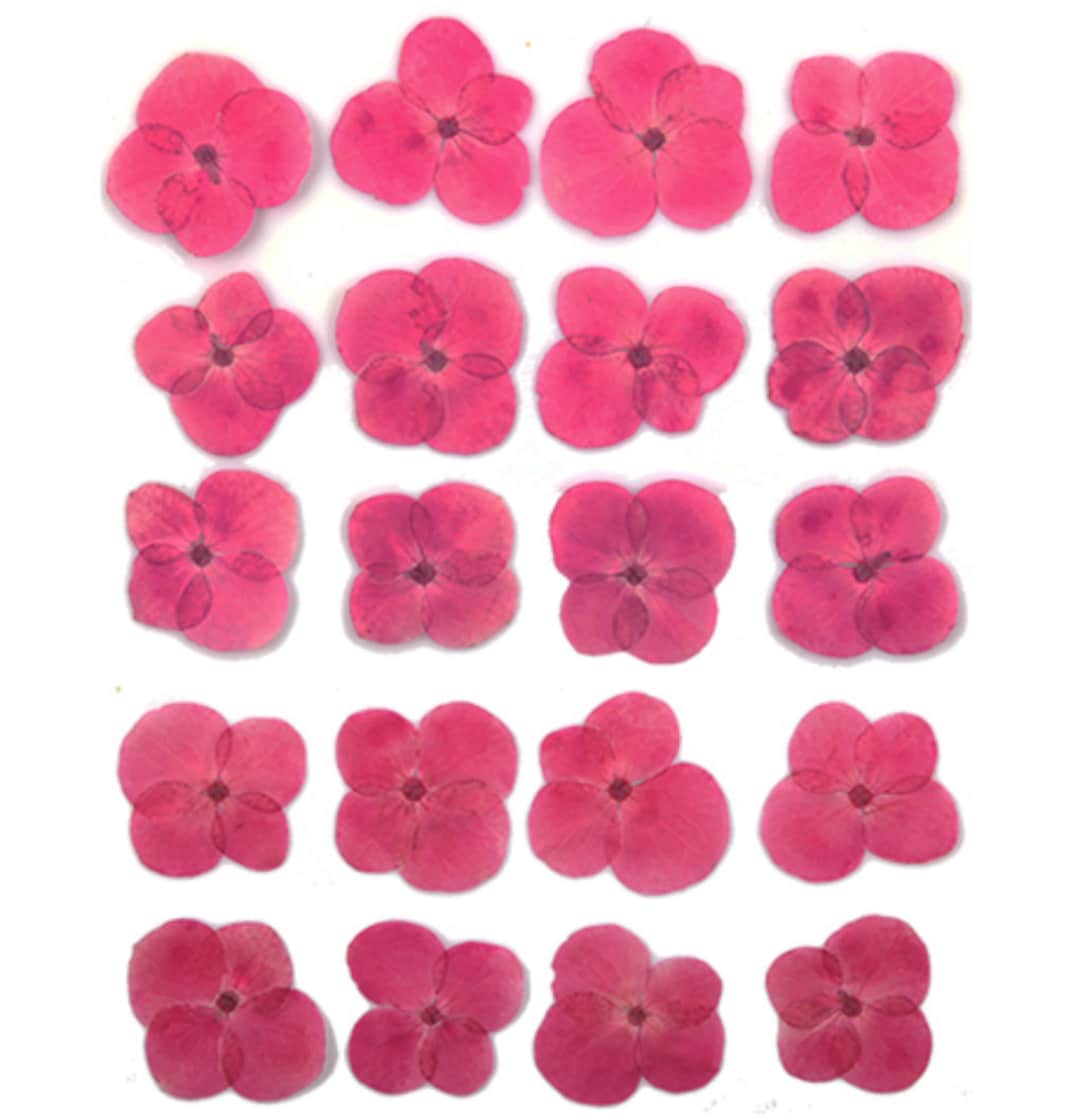 Pressed Flowers, Hot Pink Hydrangea 20pcs for Floral Art, Resin Craft ...