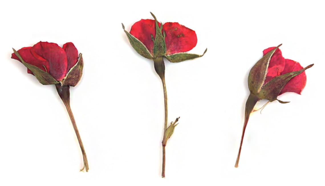 Pressed Flowers Red Rose Buds 20pcs for Floral Art Craft | Etsy