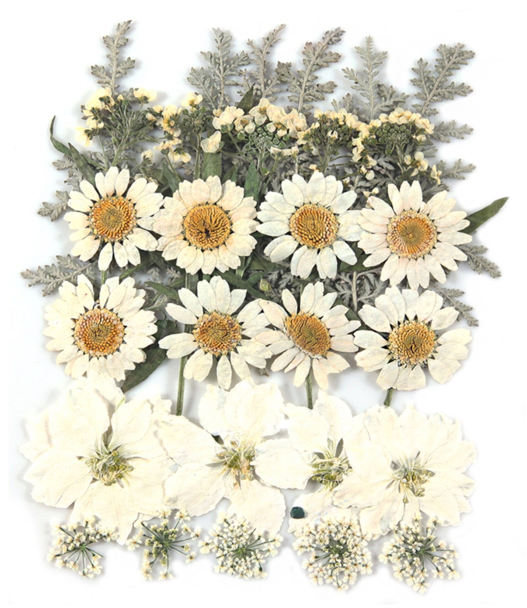 Pressed Flowers Foliage Mix in White, Marguerite, Alyssum Silver Lace ...