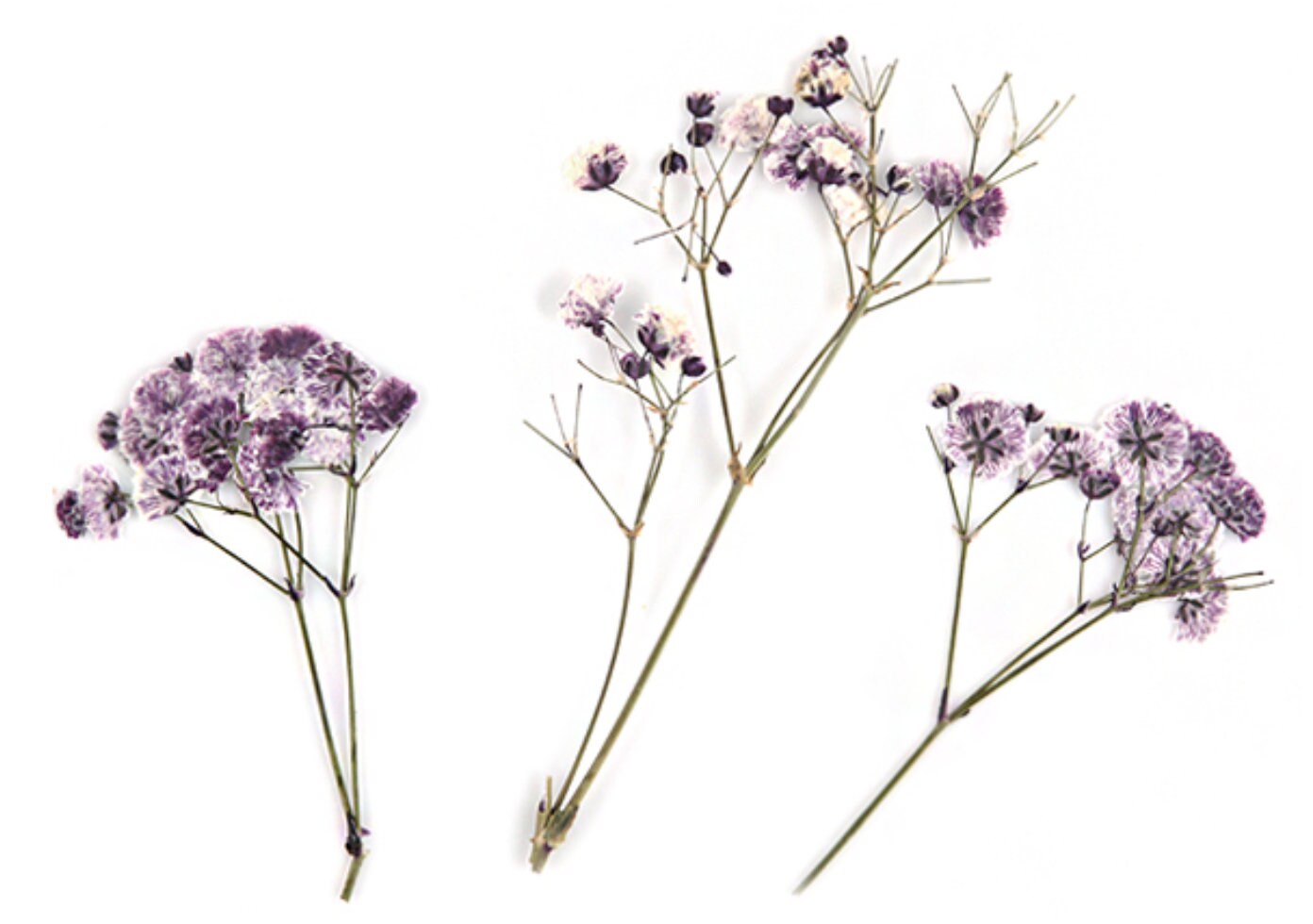 Pressed Flowers Purple Baby Breath 20pcs for Art Resin Craft - Etsy UK