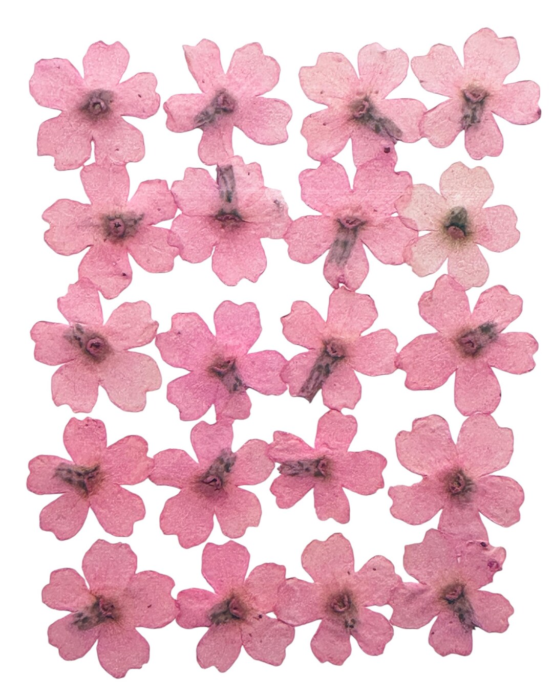 Pressed Flowers, Baby Pink Verbena 20pcs Floral Art, Resin Craft ...