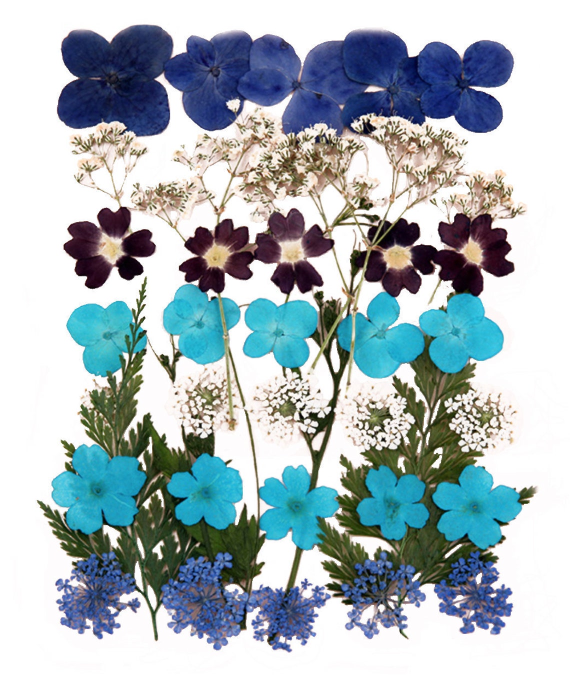 Pressed Flowers in Navy Blue Hydrangea Baby's Breath | Etsy