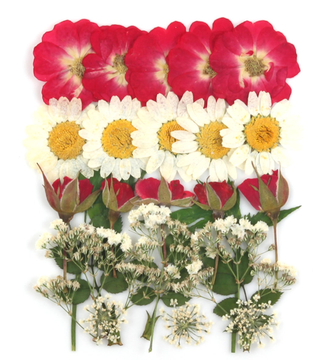 Pressed Flowers, Red Roses, Red Rose Buds, White Marguerite, White Baby ...