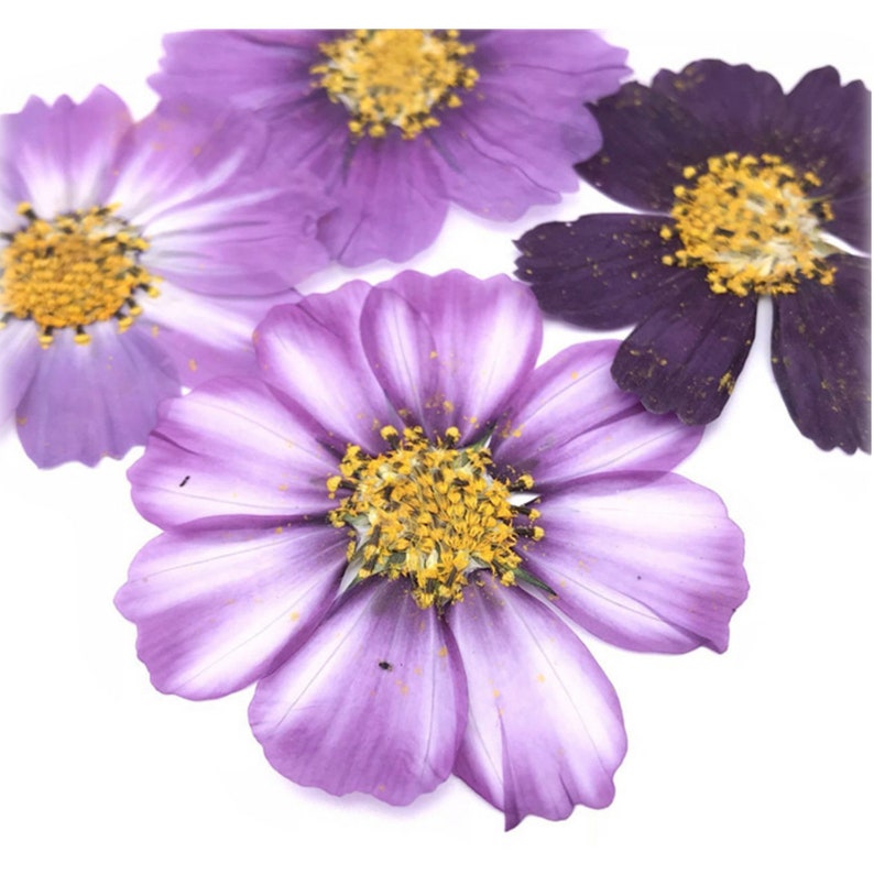 Pressed flowers mixed purple cosmos 20pcs for floral art | Etsy
