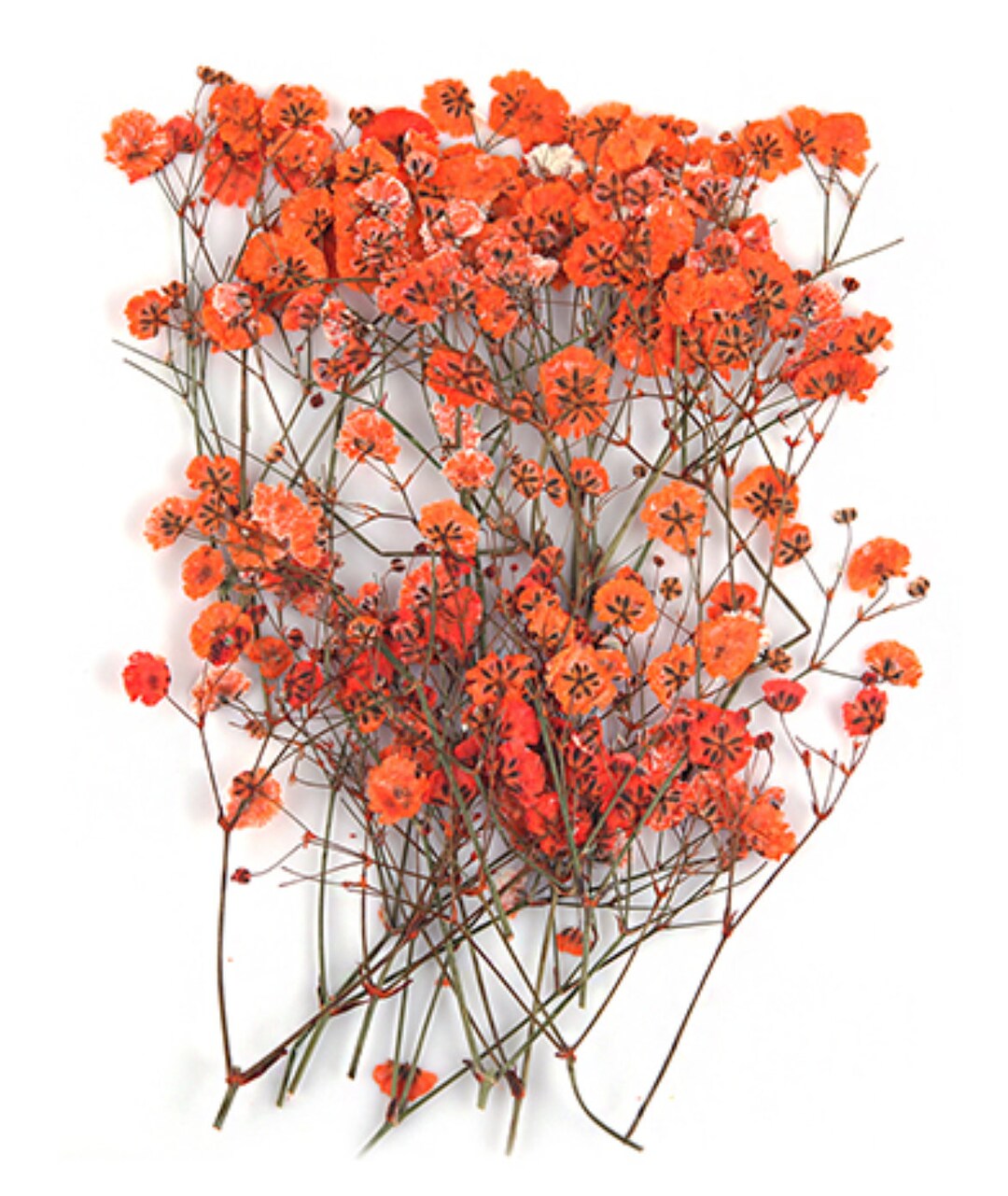 Pressed Flowers, Orange Baby's Breath Gypsophila 20pcs for Floral Art ...