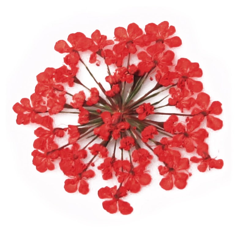 Pressed Flowers, Red Queen Anne's Lace Flower 20pcs Floral Art Resin ...