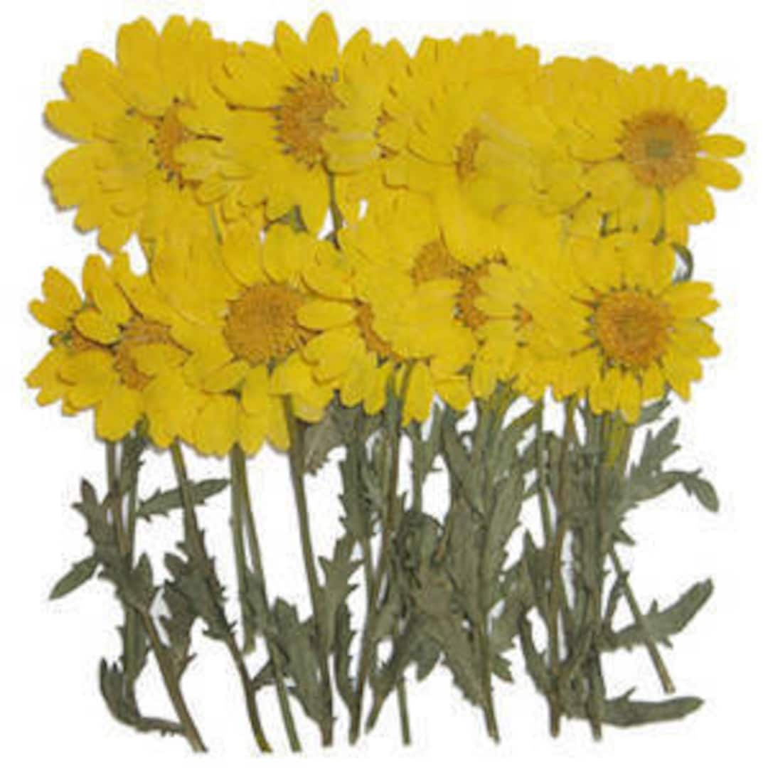 Pressed Flowers, Yellow Marguerite Daisy on Stalk 20pcs Floral Art ...