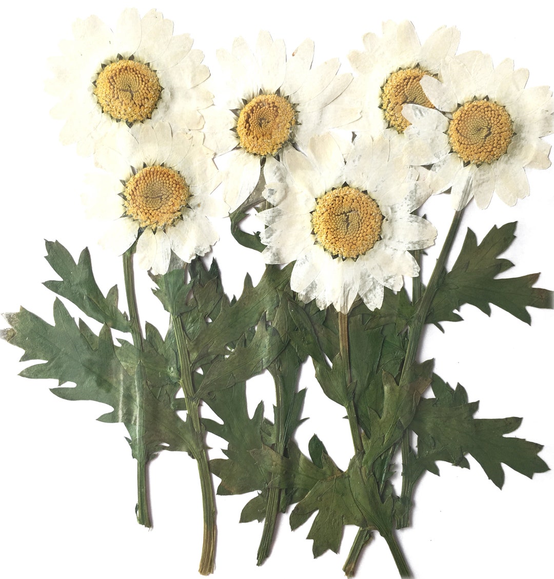 Pressed Flowers, White Daisy Marguerite on Stalk 20pcs, Floral Art ...