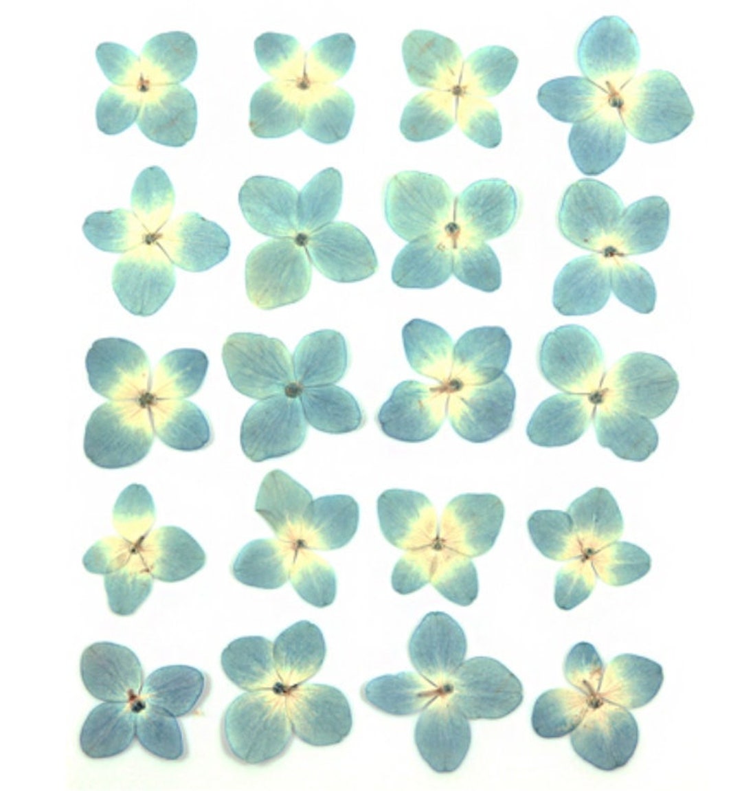 Pressed Flowers, Light Blue Hydrangea 20pcs Floral Art, Resin Craft ...