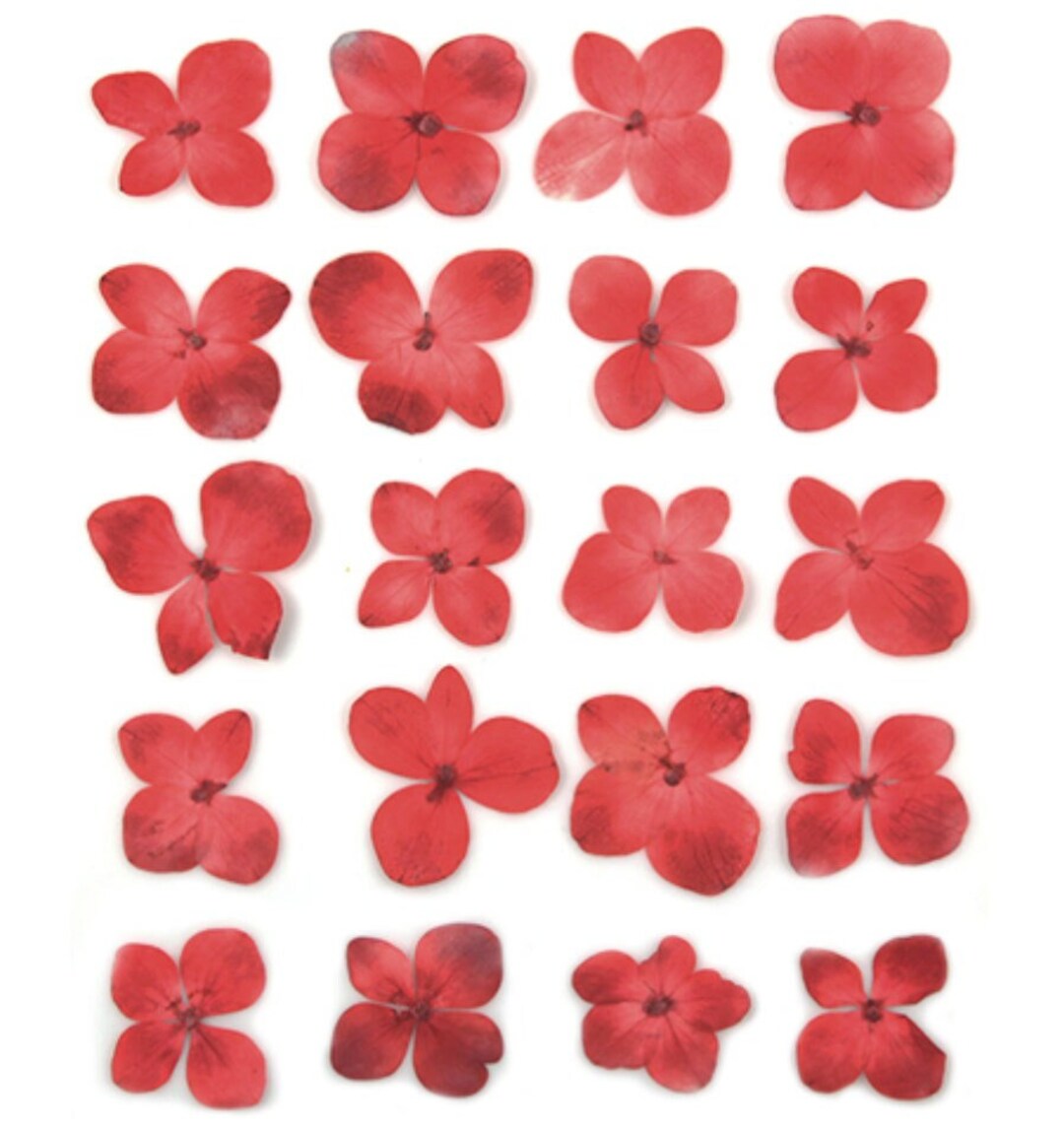 Pressed Flowers, Red Hydrangea 20pcs for Floral Art, Resin Craft ...