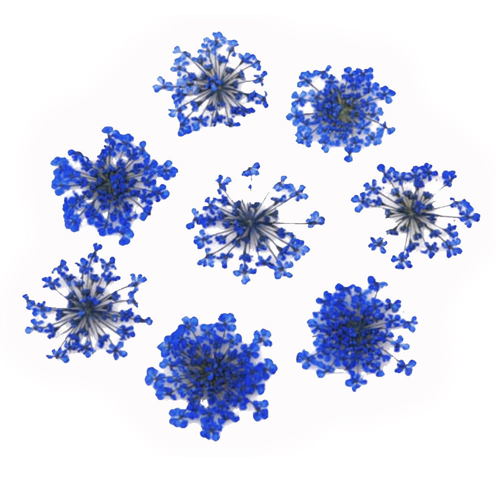 Pressed Flowers Blue Lace Flowers 20pcs for Floral Art Resin | Etsy