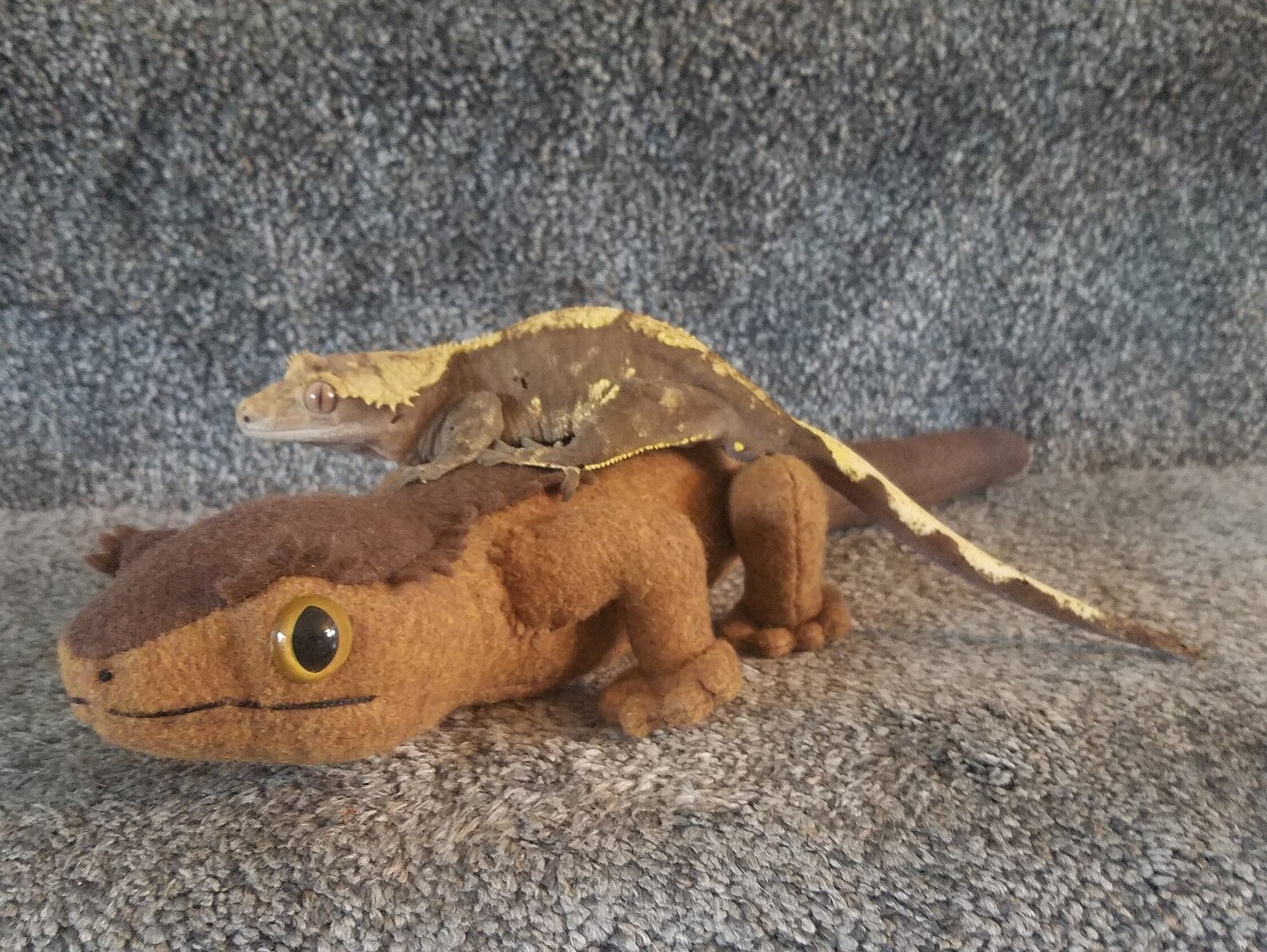 Sewing PDF Pattern Crested Gecko Plush download - Etsy