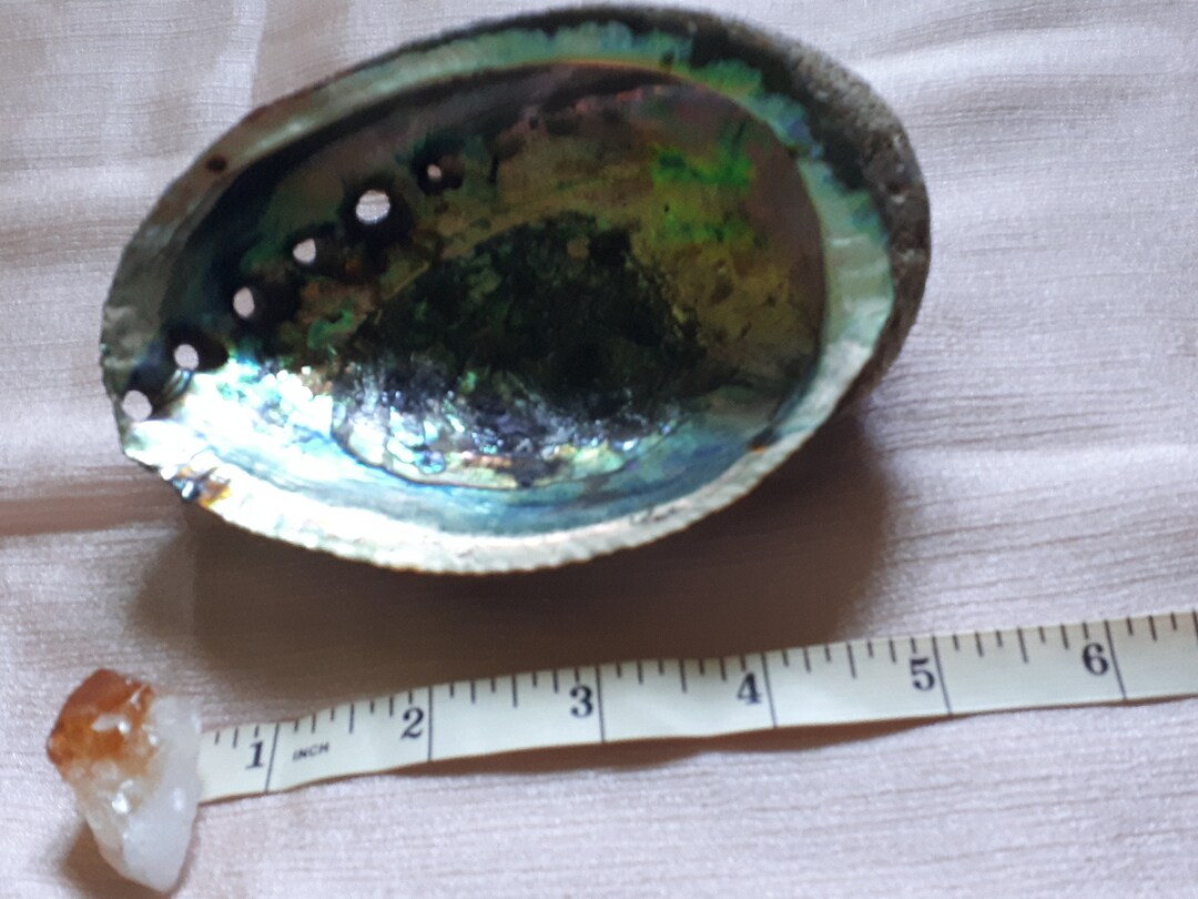 1 Large Abalone Shell - Etsy