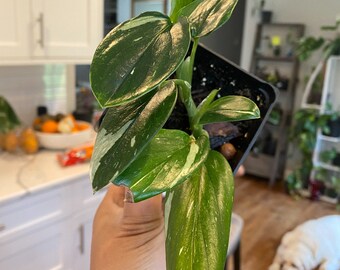 Rare Begonia Handelii var Prostrata Terrarium Plant Plants Ferns ...