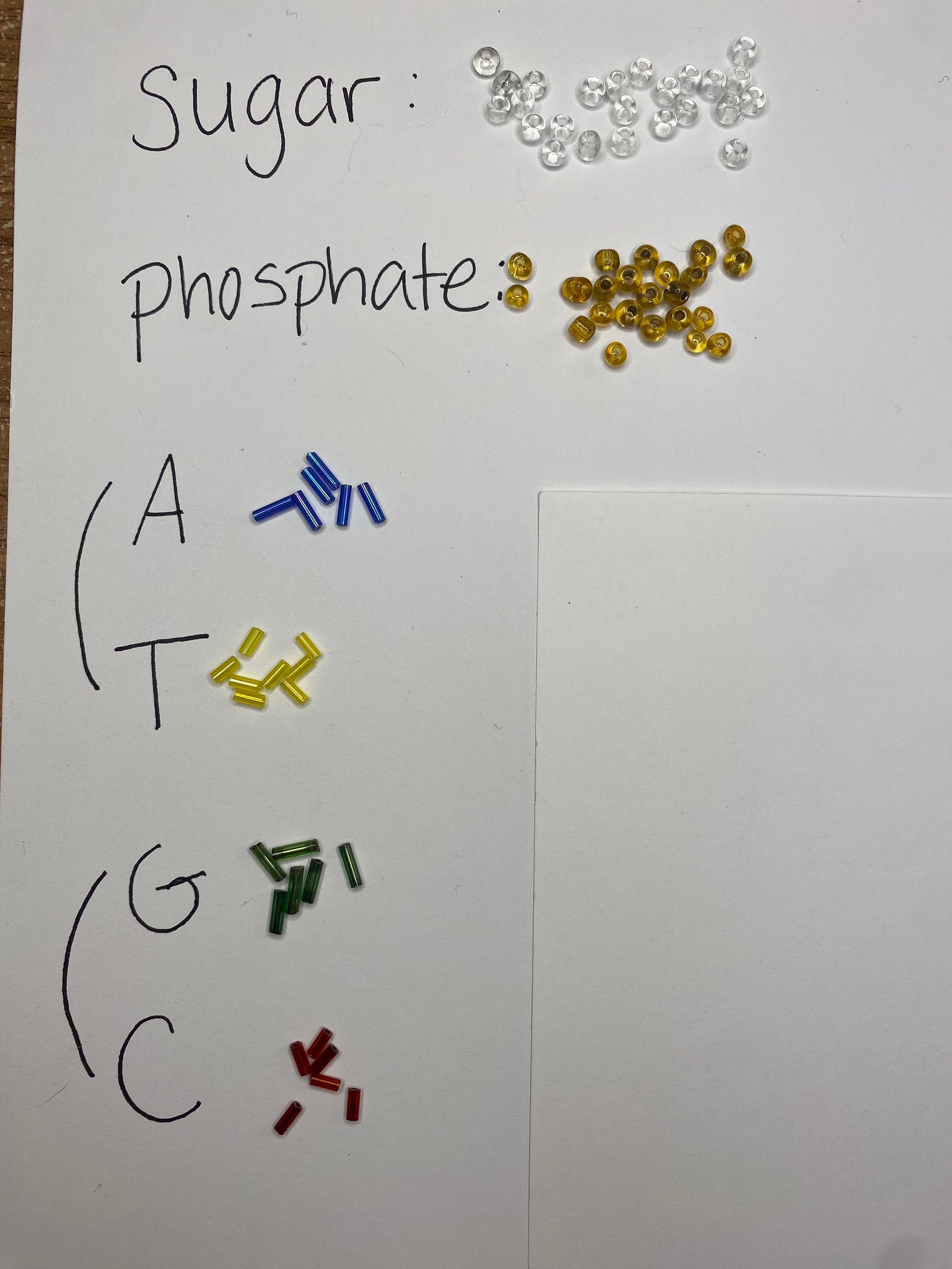 DNA Bead Model Kit - Etsy