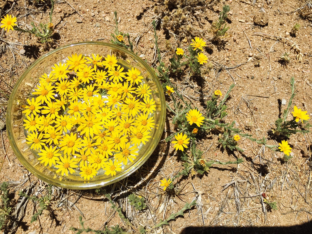 Yellow Spiny Daisy Flower Essence/vibration/flower Essence/flowers ...