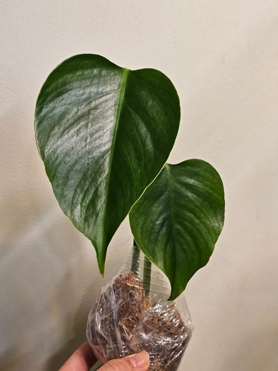 Monstera Serriena the Real Mexico Form - Etsy