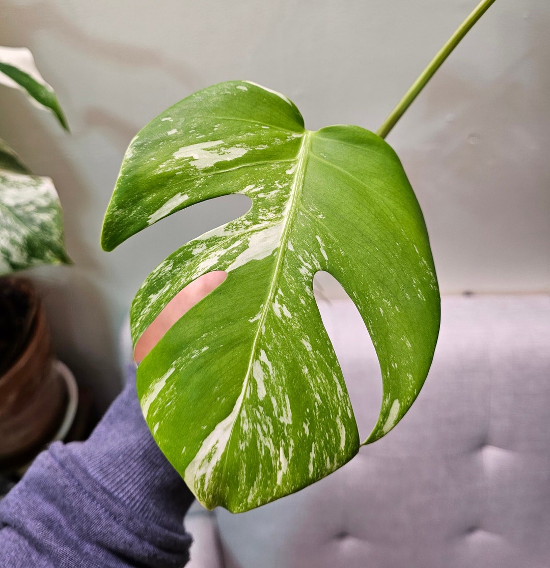 Monstera Deliciousa Albo small Form Aka Borsigiana - Etsy